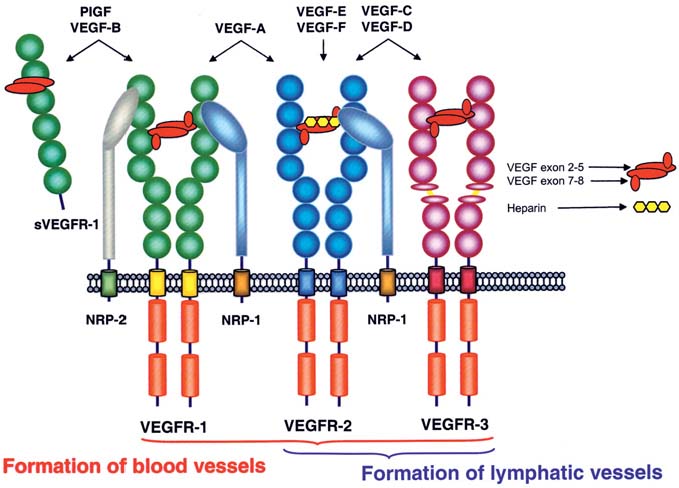 The role of VEGF receptors in angiogenesis; complex partnerships ...