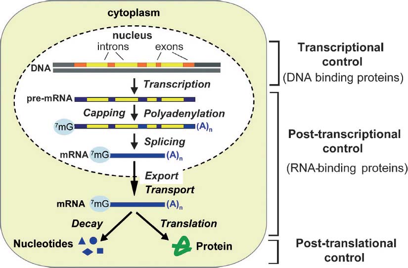 Post-transcriptional gene regulation: From genome-wide studies to ...