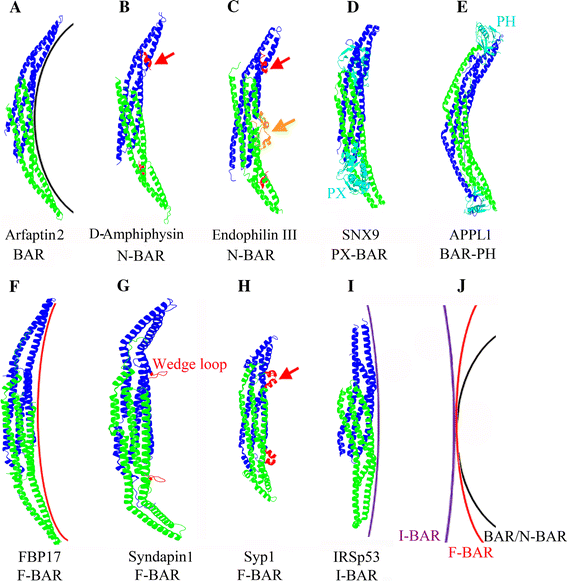 Membrane shaping by the Bin/amphiphysin/Rvs (BAR) domain protein ...