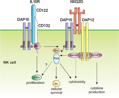 Regulation of immune cell function and differentiation by the NKG2D ...