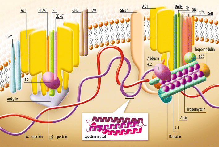 Spectrin-based skeleton as an actor in cell signaling | SpringerLink