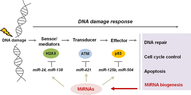 Crosstalk between the DNA damage response pathway and microRNAs ...