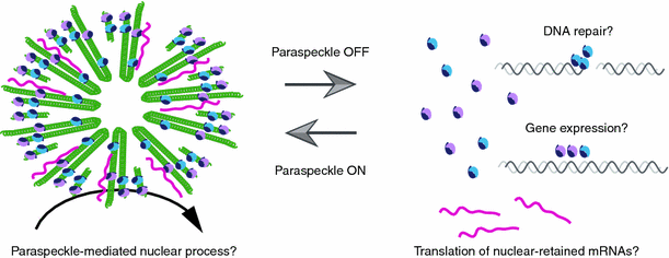 Paraspeckle nuclear bodies—useful uselessness? | SpringerLink