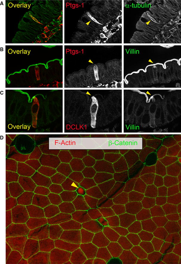 The intestinal epithelium tuft cells: specification and function ...