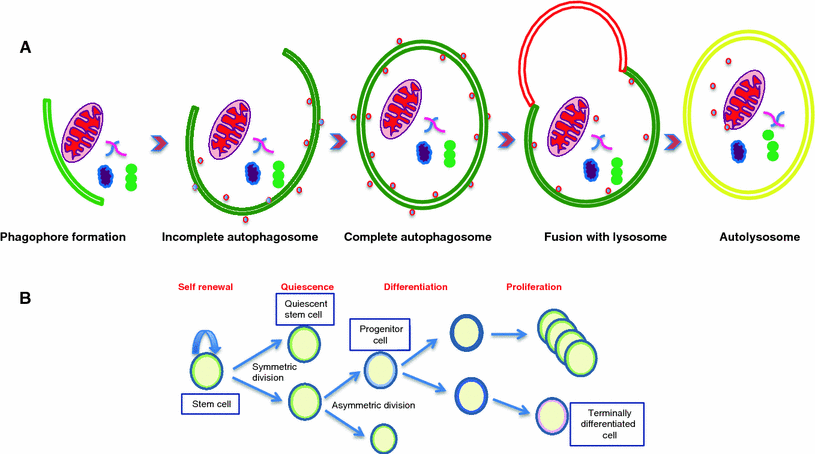 Tightrope act: autophagy in stem cell renewal, differentiation ...