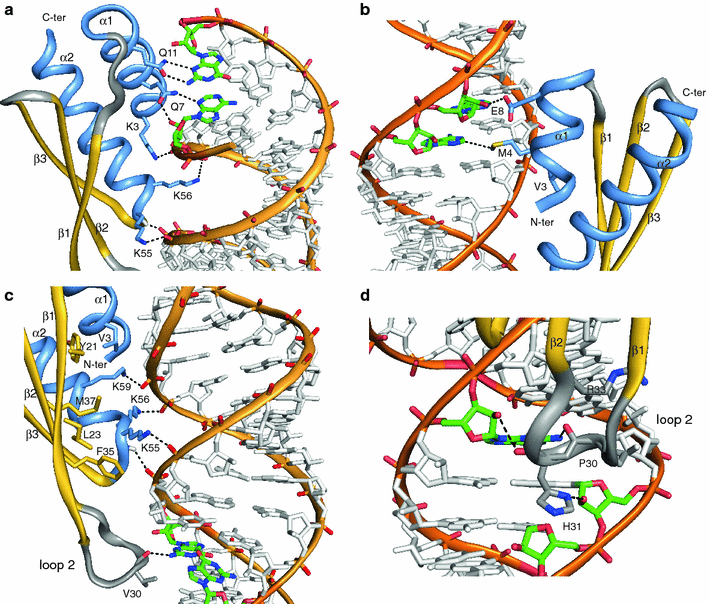 RNA recognition by double-stranded RNA binding domains: a matter of ...