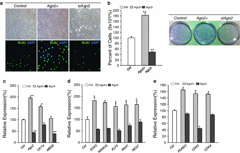 MBD6 is a direct target of Oct4 and controls the stemness and ...