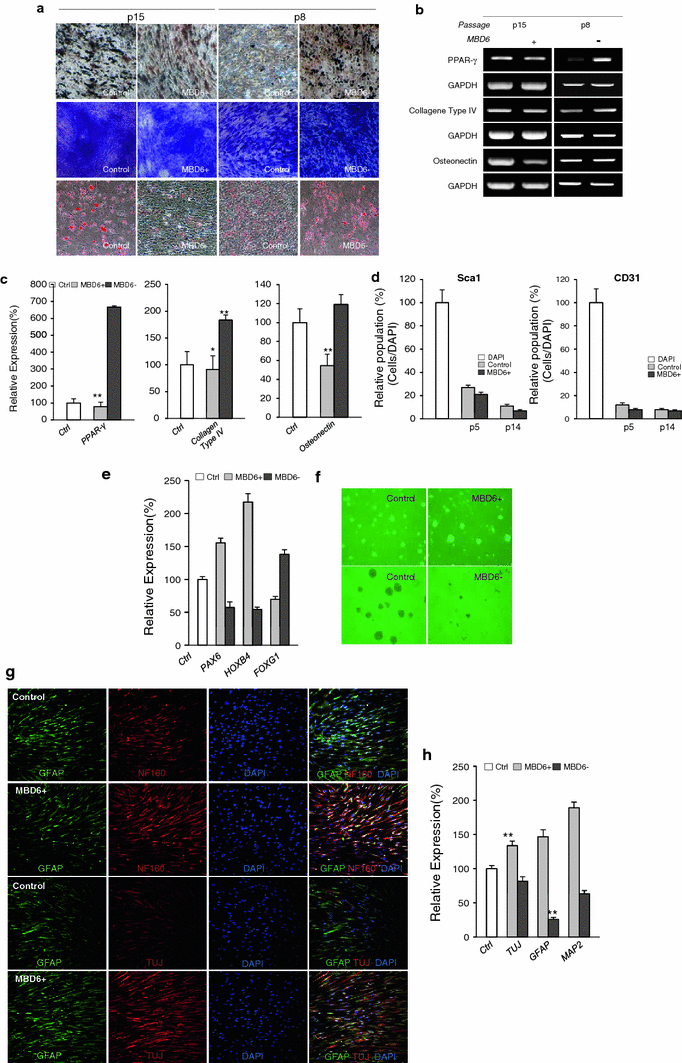 MBD6 is a direct target of Oct4 and controls the stemness and ...