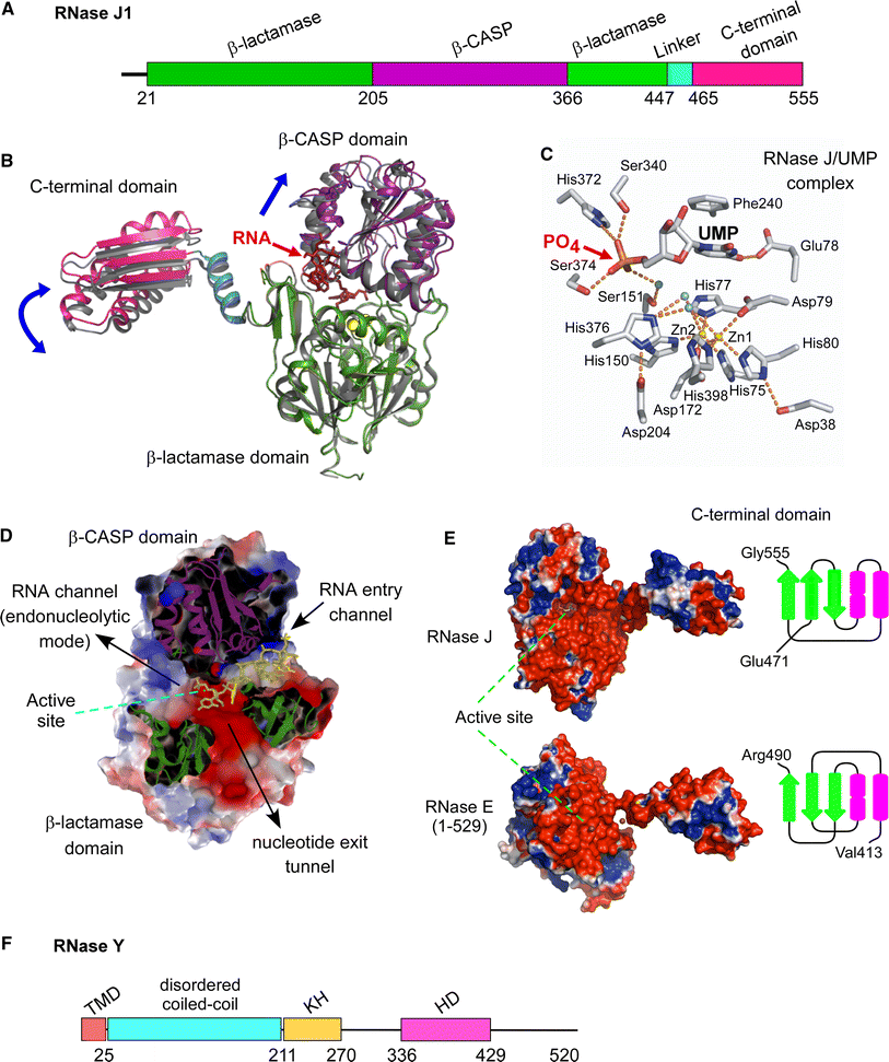 Initiation of mRNA decay in bacteria | SpringerLink