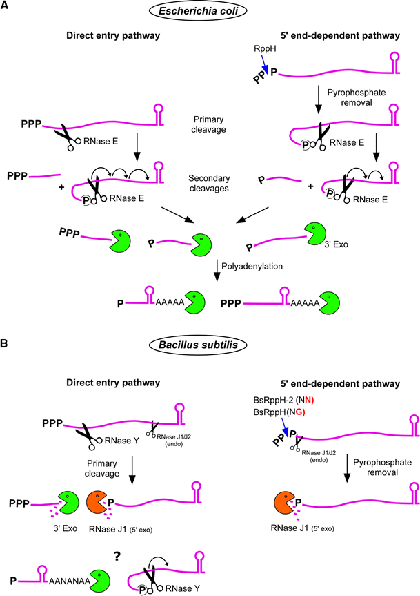 Initiation of mRNA decay in bacteria | SpringerLink