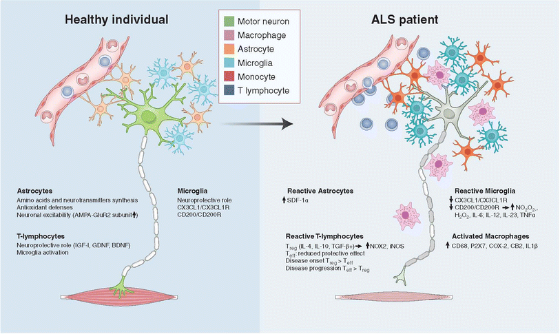 Cellular therapy to target neuroinflammation in amyotrophic lateral ...