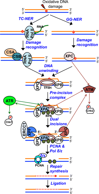 Functional interplay between ATM/ATR-mediated DNA damage response and ...