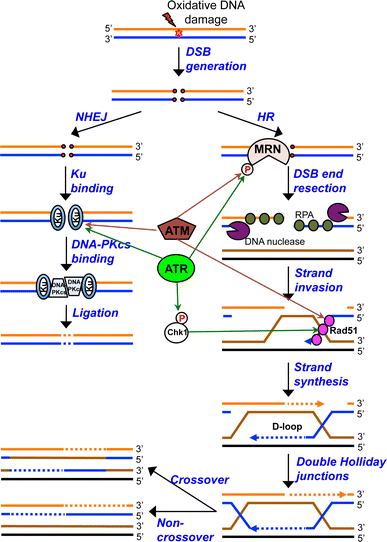 Functional interplay between ATM/ATR-mediated DNA damage response and ...