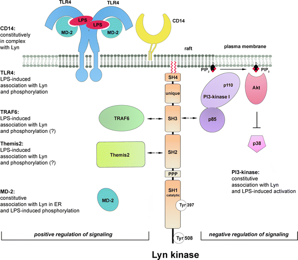 Co-operation of TLR4 and raft proteins in LPS-induced pro-inflammatory signaling | SpringerLink