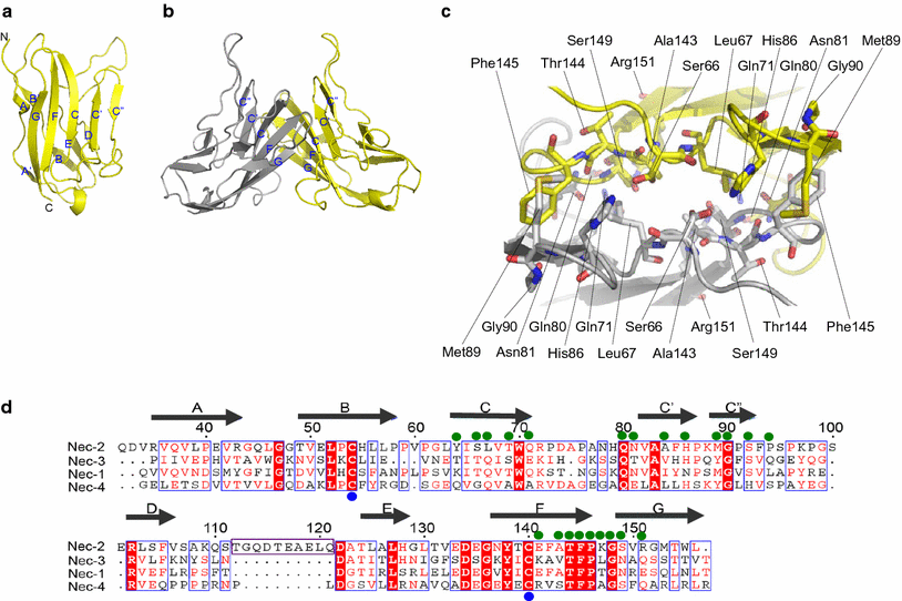 Nectin family of cell-adhesion molecules: structural and molecular ...