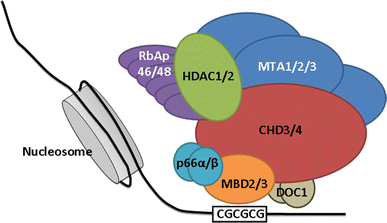 Structure and function insights into the NuRD chromatin remodeling ...