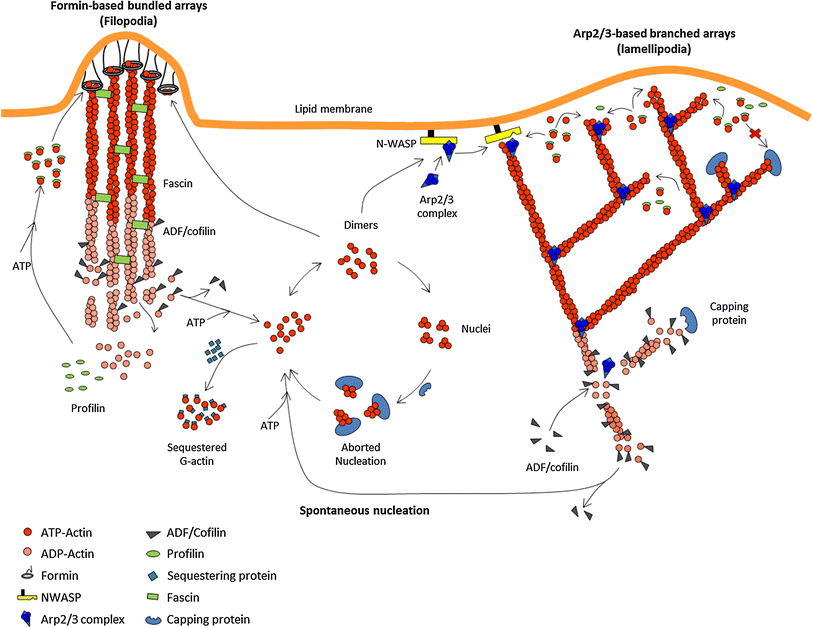 Control of polarized assembly of actin filaments in cell motility ...