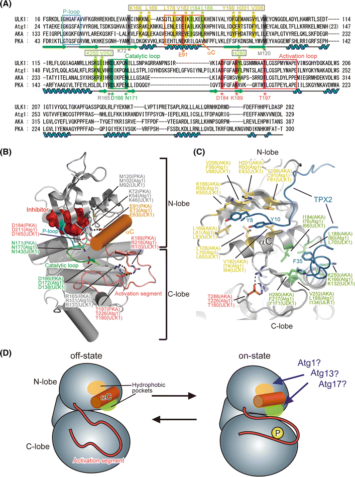 Atg1 family kinases in autophagy initiation | SpringerLink