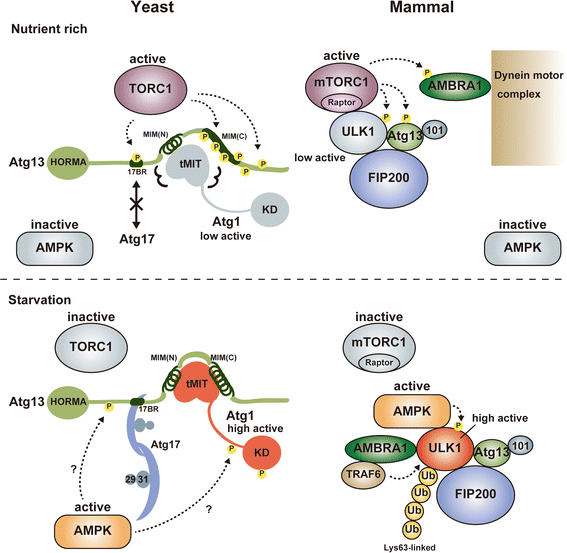 Atg1 family kinases in autophagy initiation | SpringerLink