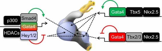 GATA-dependent transcriptional and epigenetic control of cardiac ...