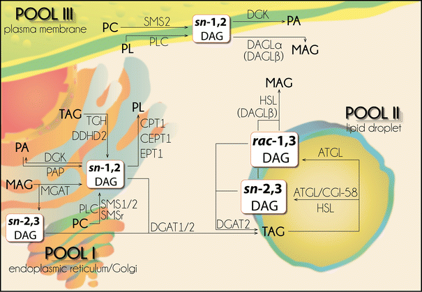 DAG tales: the multiple faces of diacylglycerol—stereochemistry ...