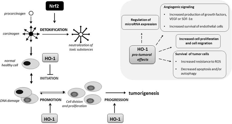 Role of Nrf2/HO-1 system in development, oxidative stress response and ...