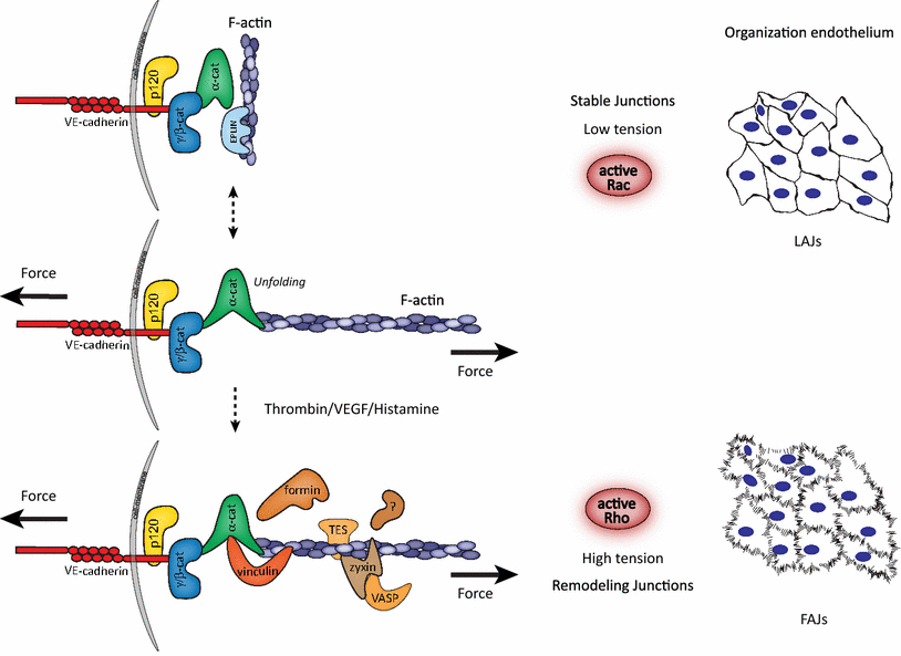 Cell–cell junctional mechanotransduction in endothelial remodeling ...