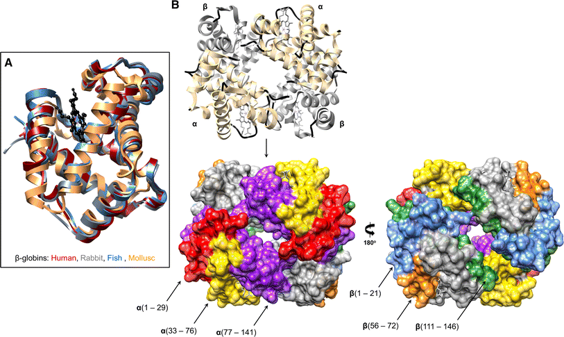 Immunological properties of oxygen-transport proteins: hemoglobin ...