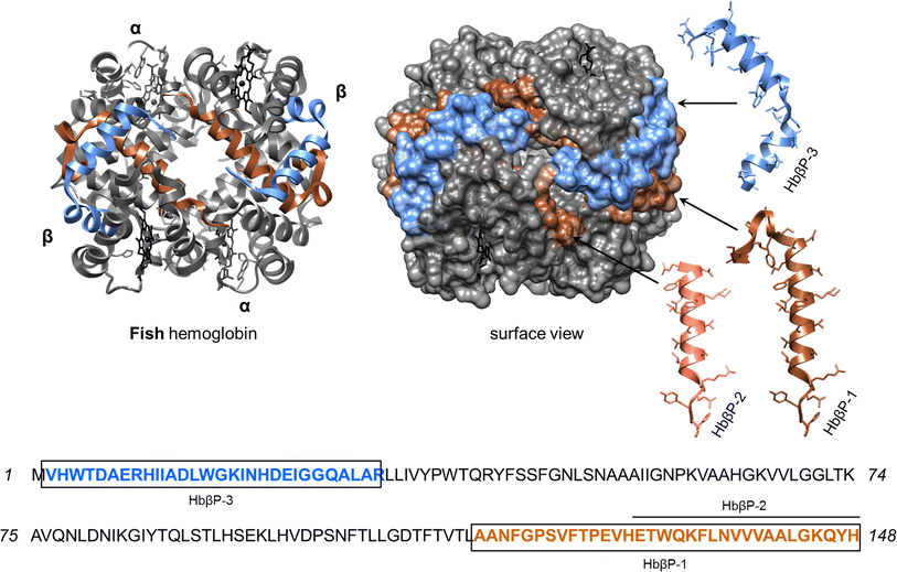 Immunological properties of oxygen-transport proteins: hemoglobin ...