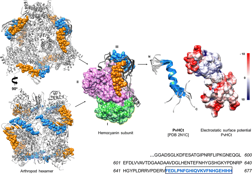 Immunological properties of oxygen-transport proteins: hemoglobin ...