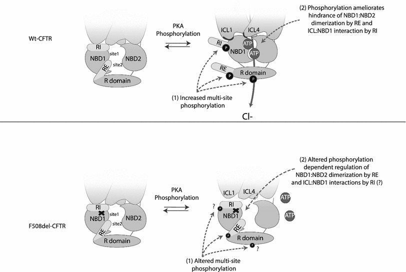Current insights into the role of PKA phosphorylation in CFTR channel ...