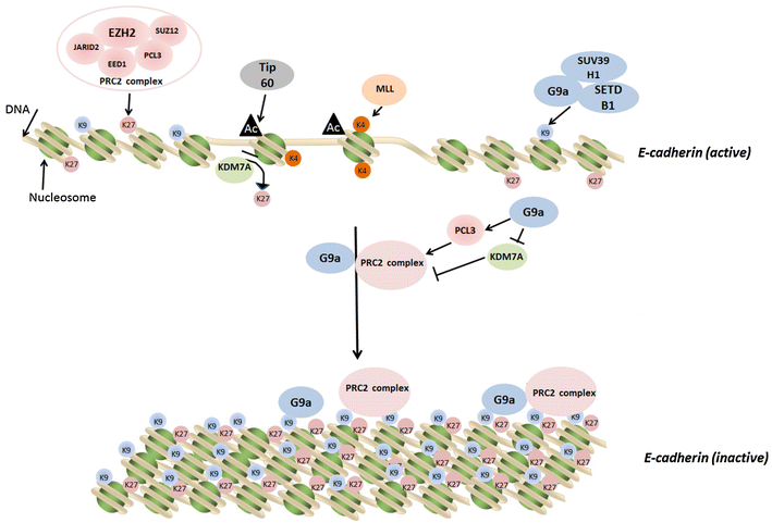 Orchestration of H3K27 methylation: mechanisms and therapeutic ...