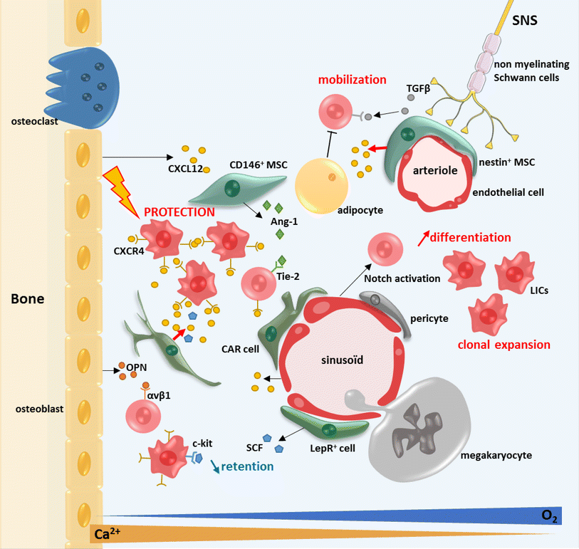 Role of the microenvironment in myeloid malignancies | SpringerLink
