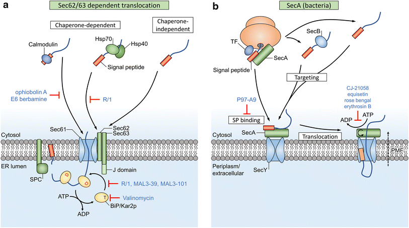 Inhibitors of protein translocation across membranes of the secretory ...
