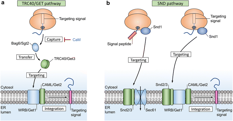 Inhibitors of protein translocation across membranes of the secretory ...