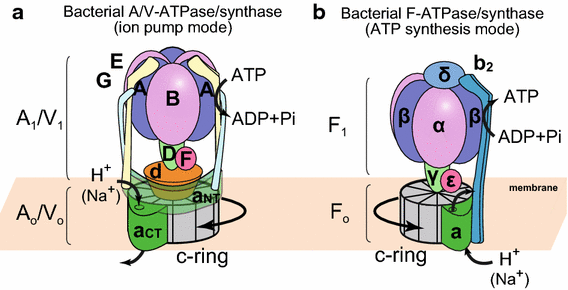 Structure and dynamics of rotary V1 motor | SpringerLink