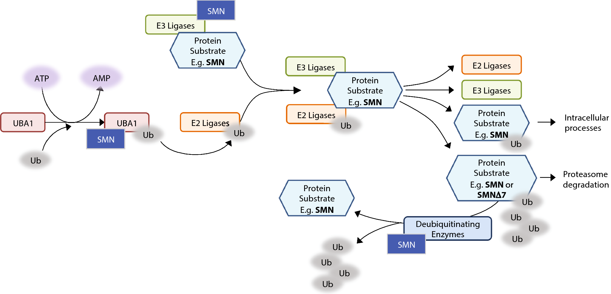 The role of survival motor neuron protein (SMN) in protein homeostasis ...