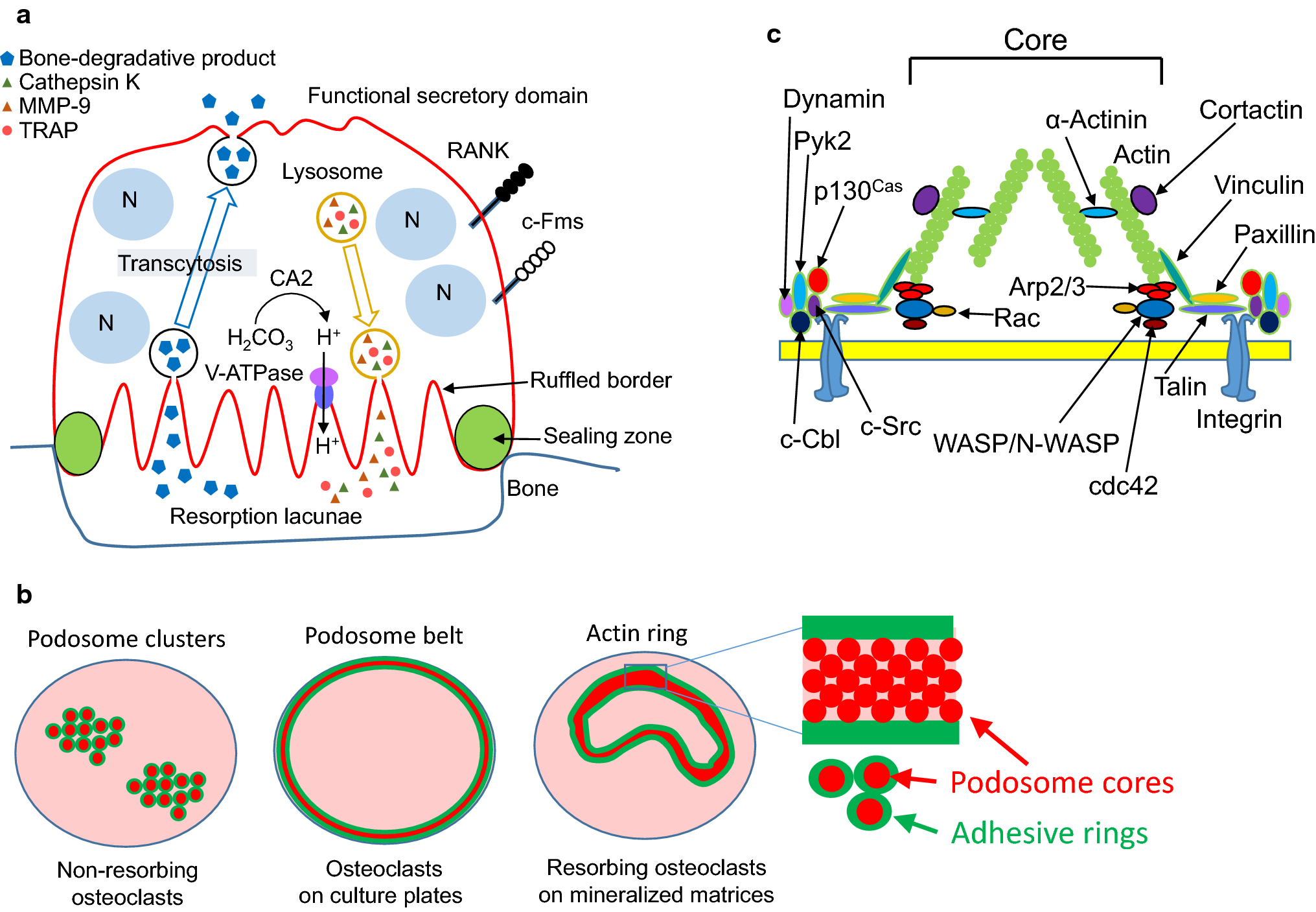 Non-canonical Wnt signals regulate cytoskeletal remodeling in ...