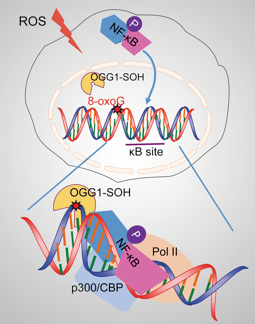 The roles of base excision repair enzyme OGG1 in gene expression ...