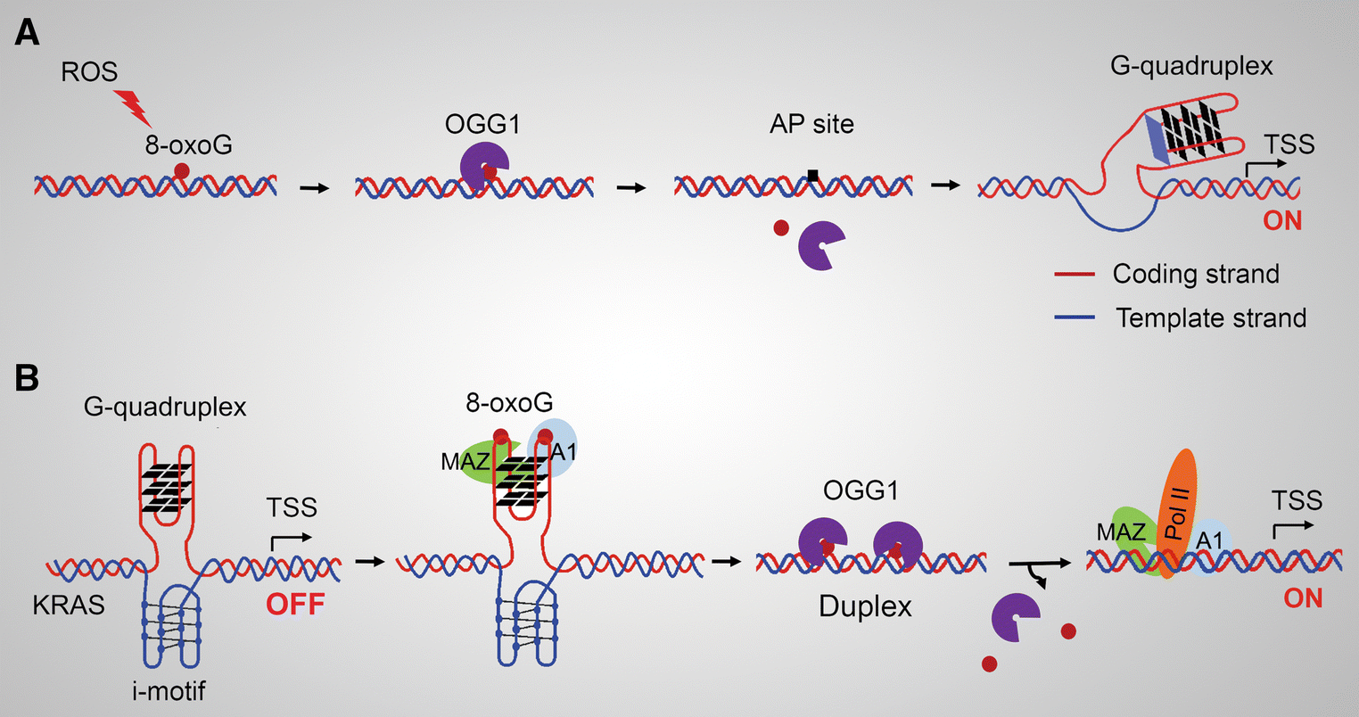 The roles of base excision repair enzyme OGG1 in gene expression ...