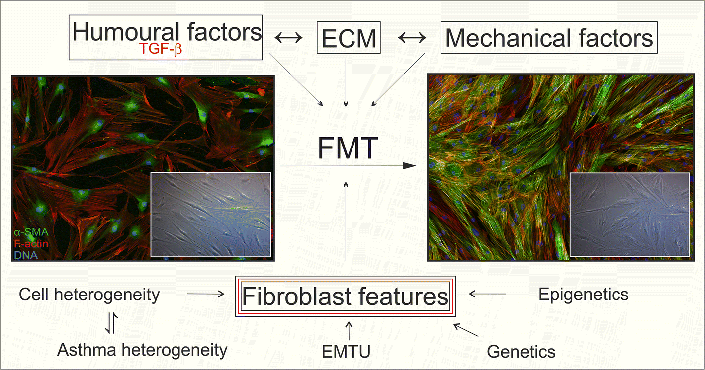 Fibroblast-to-myofibroblast transition in bronchial asthma | SpringerLink