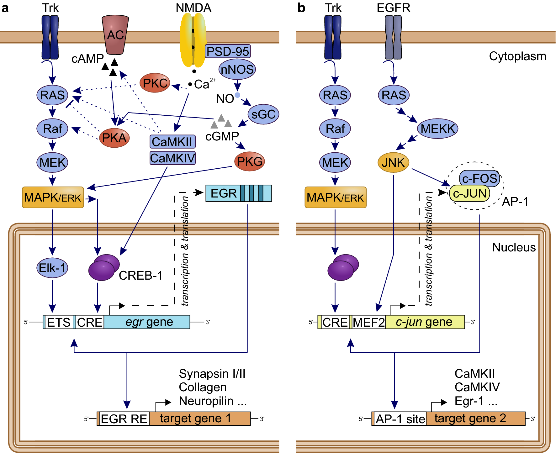 Immediate early genes in social insects: a tool to identify brain ...