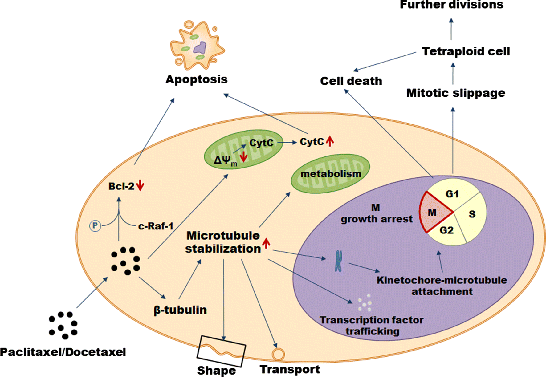 Comprehensive review on how platinum- and taxane-based chemotherapy of ...
