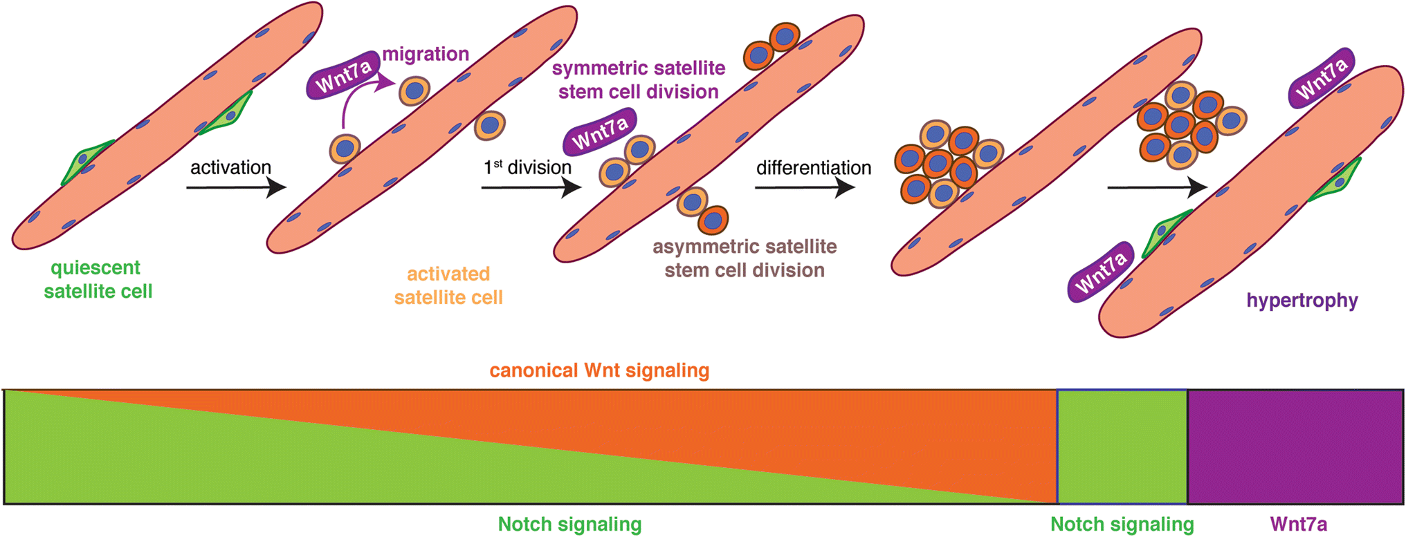 Adult stem cells at work: regenerating skeletal muscle | SpringerLink