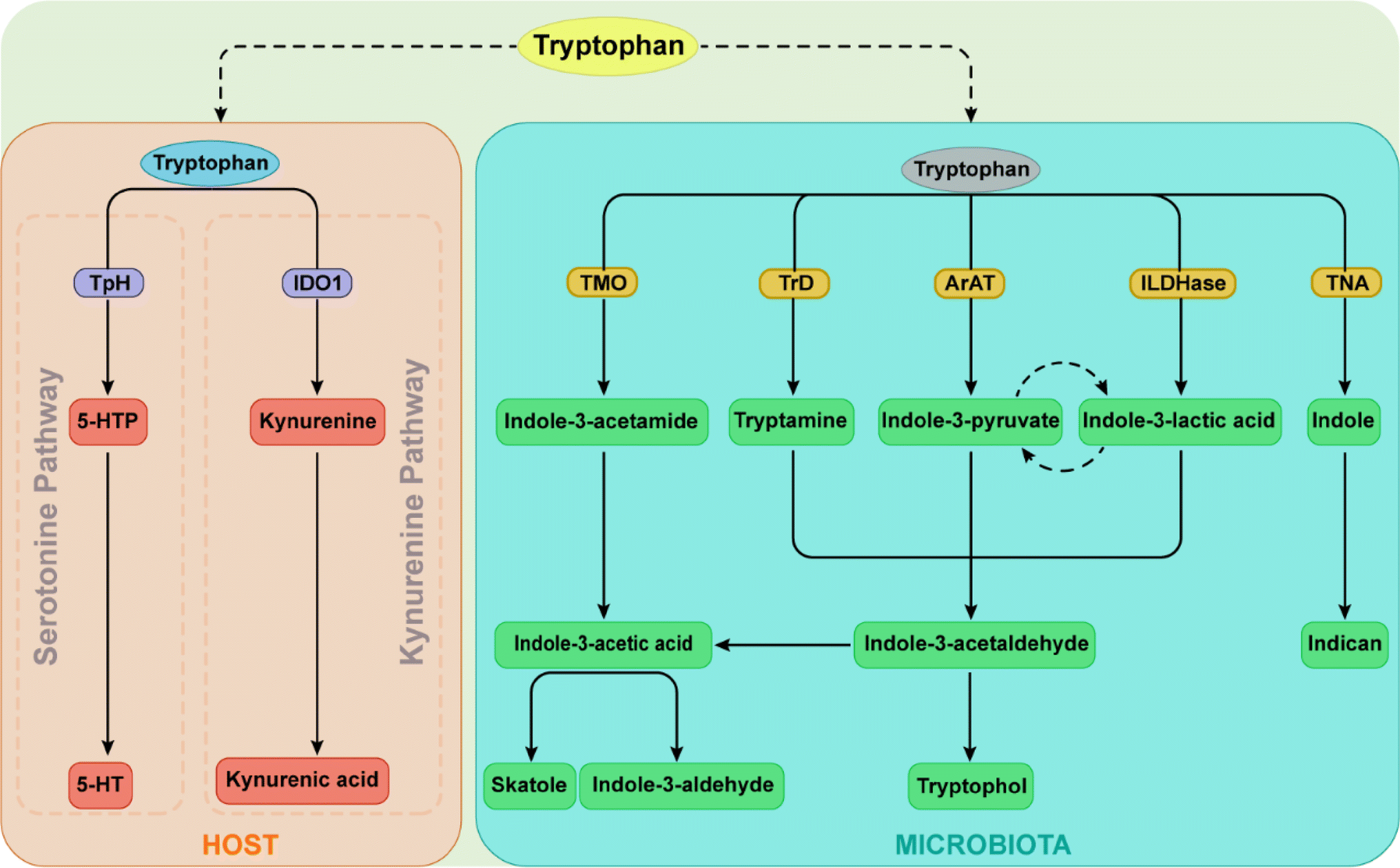 Bridging intestinal immunity and gut microbiota by metabolites ...