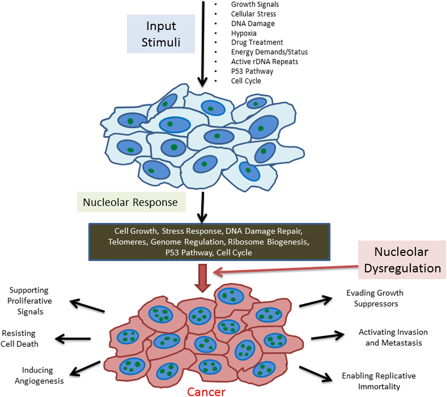 The nucleolus: a central response hub for the stressors that drive ...