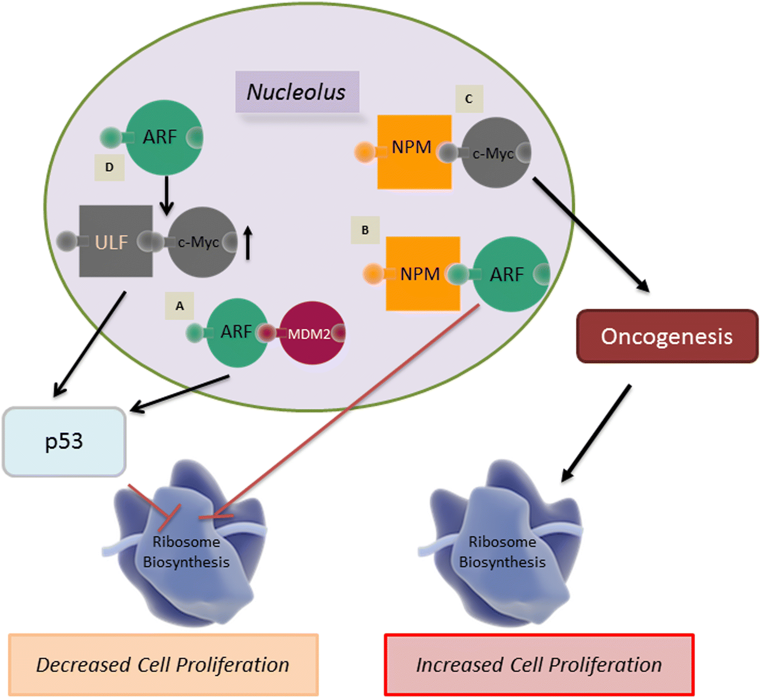 The nucleolus: a central response hub for the stressors that drive ...