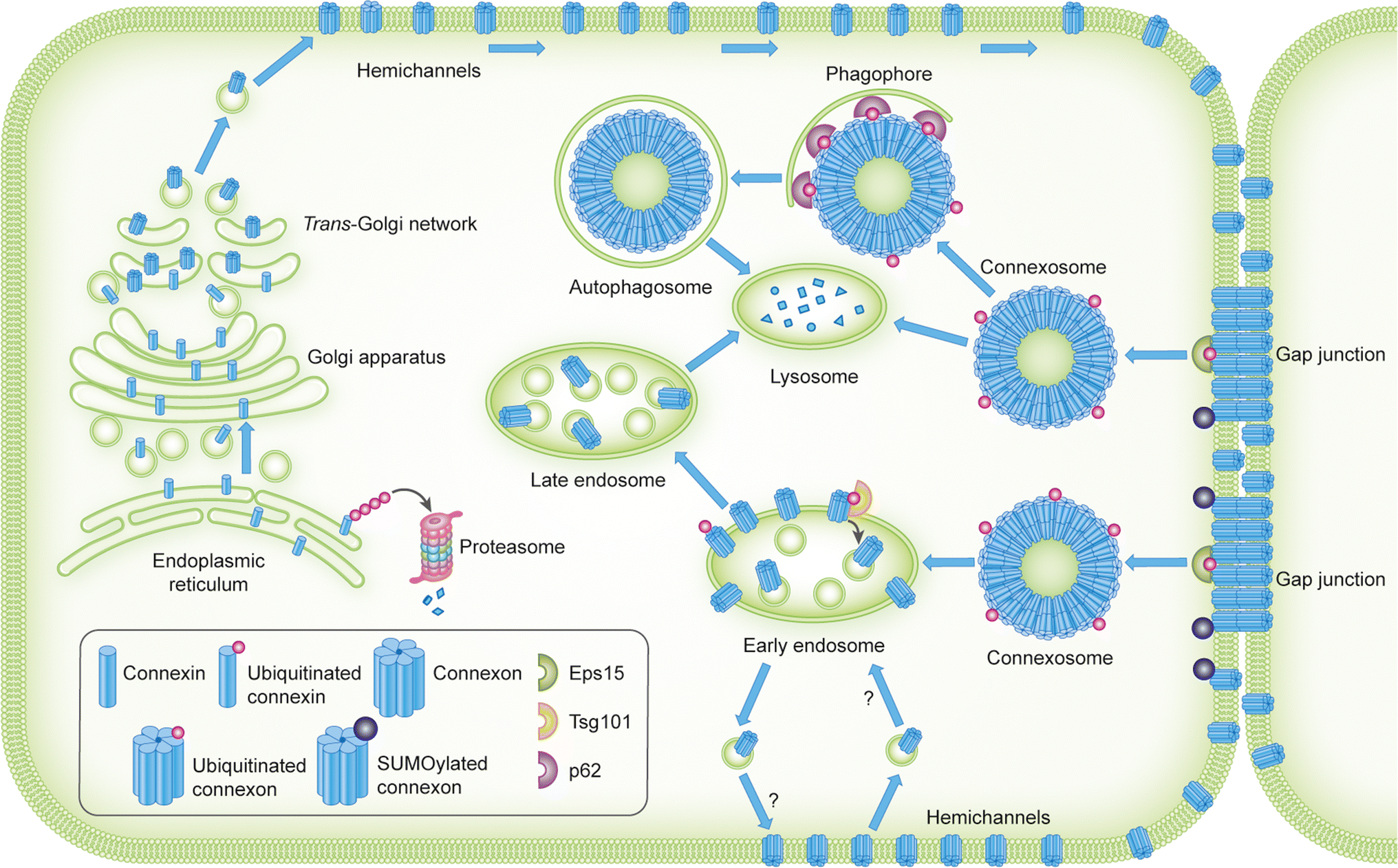 Regulation of gap junction intercellular communication by connexin ...