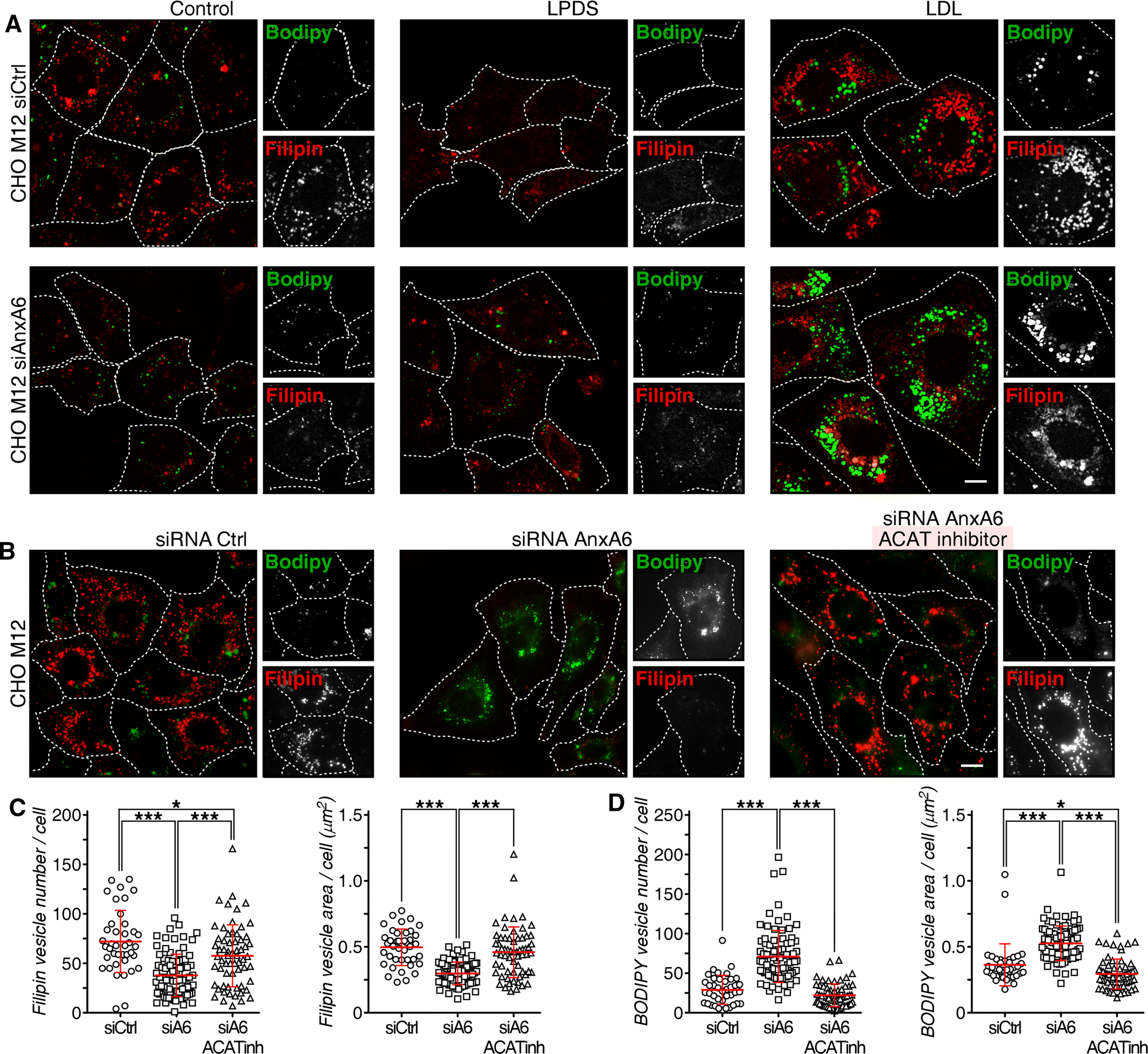 Annexin A6 modulates TBC1D15/Rab7/StARD3 axis to control endosomal ...