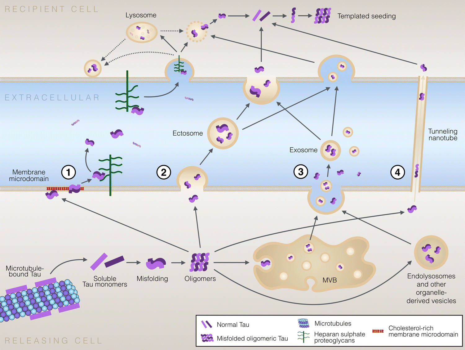 Mechanisms of secretion and spreading of pathological tau protein ...